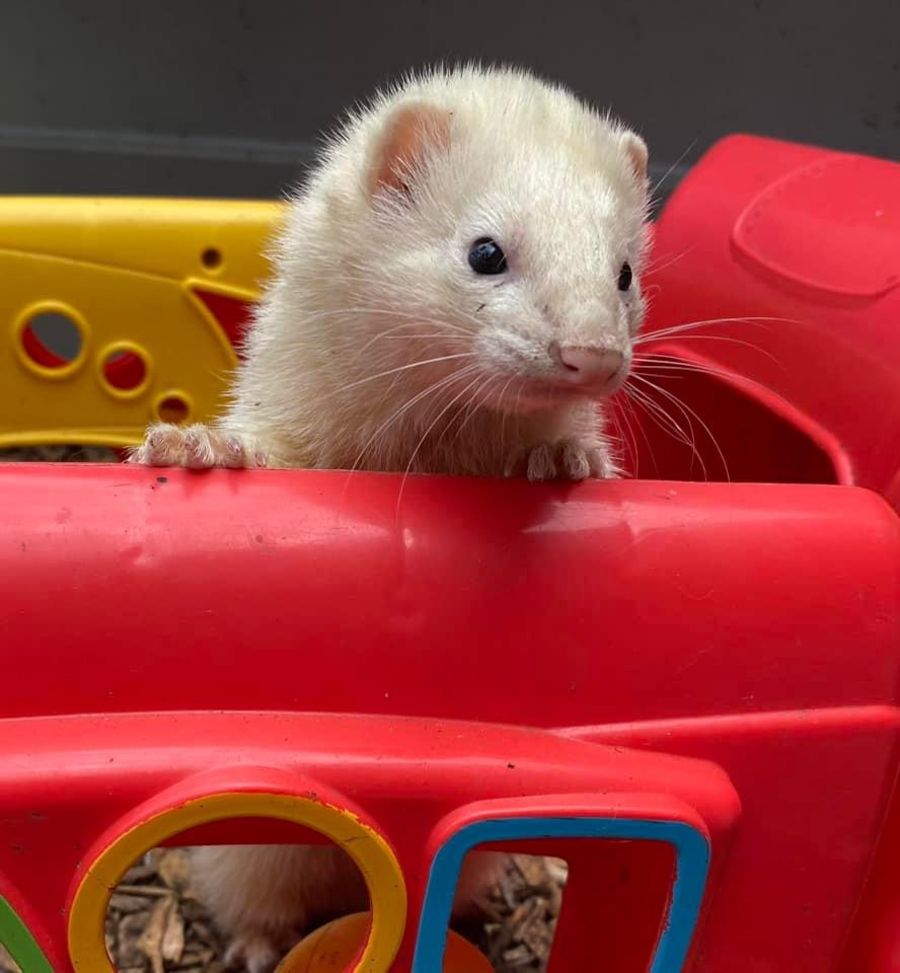 Nova - Female Ferret in VIC - PetRescue