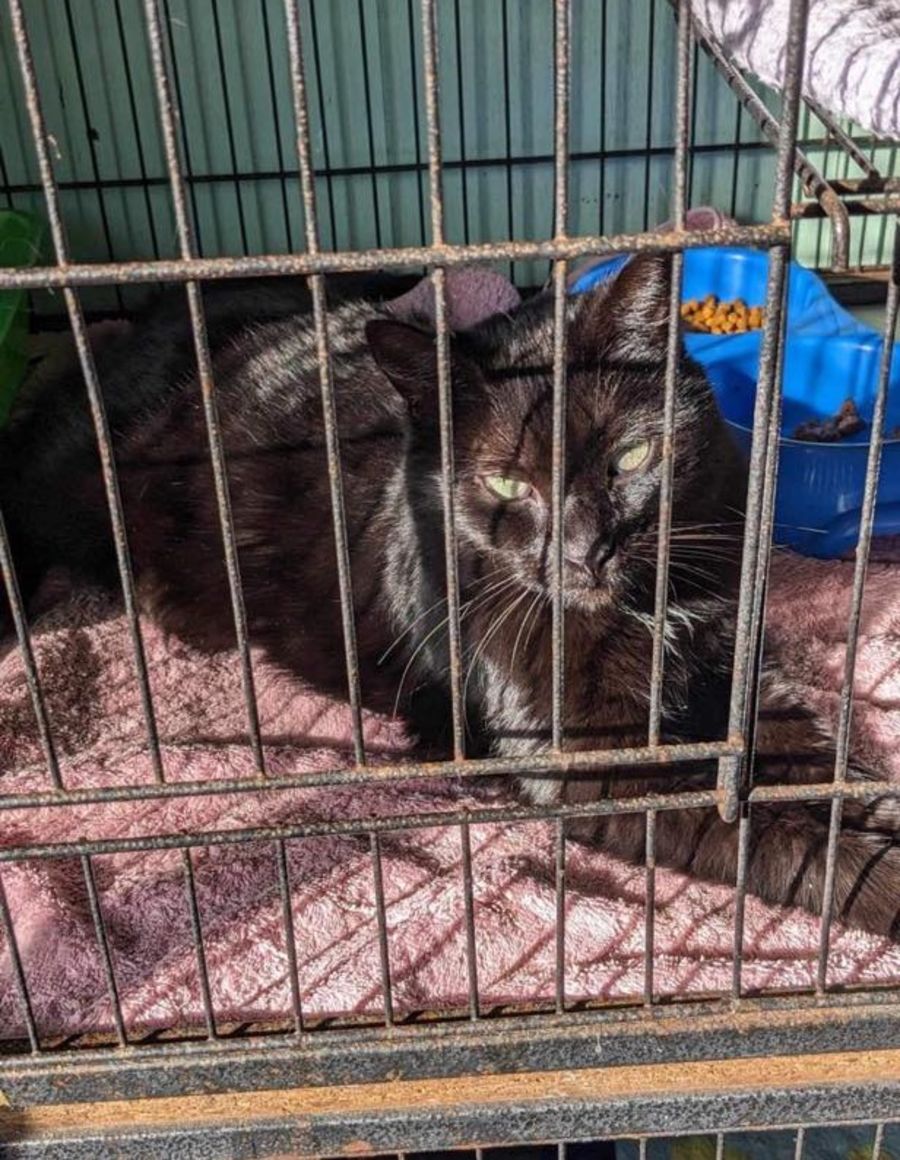 Inky - Female Domestic Medium Hair Cat in NSW - PetRescue