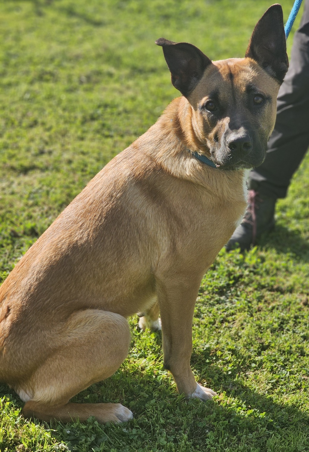 Timmy - Large Male Kelpie x Rhodesian Ridgeback Mix Dog in VIC - PetRescue