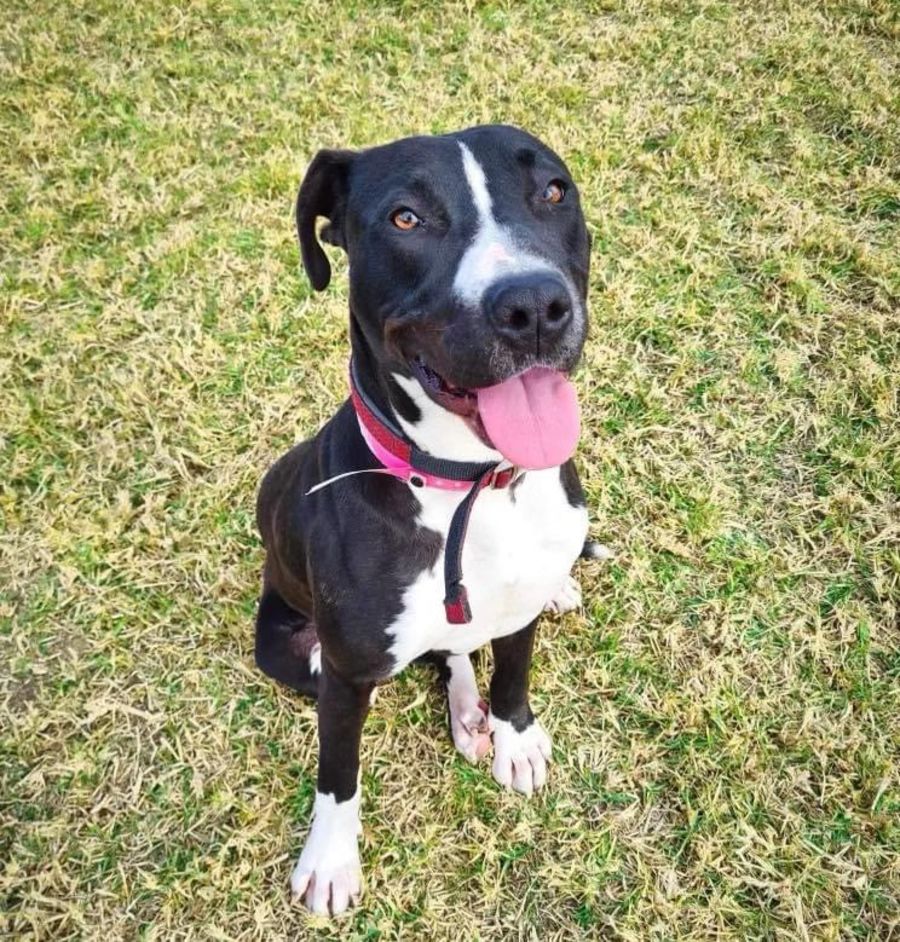 Star - Medium Female Staffy Dog in NSW - PetRescue