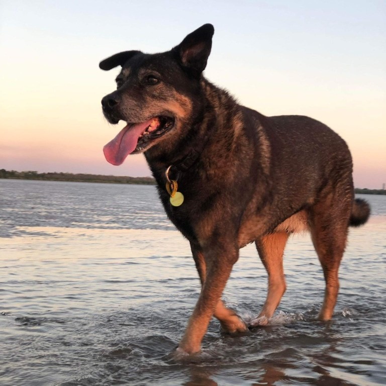 Baxter - Medium Male Mixed Breed Dog in WA - PetRescue