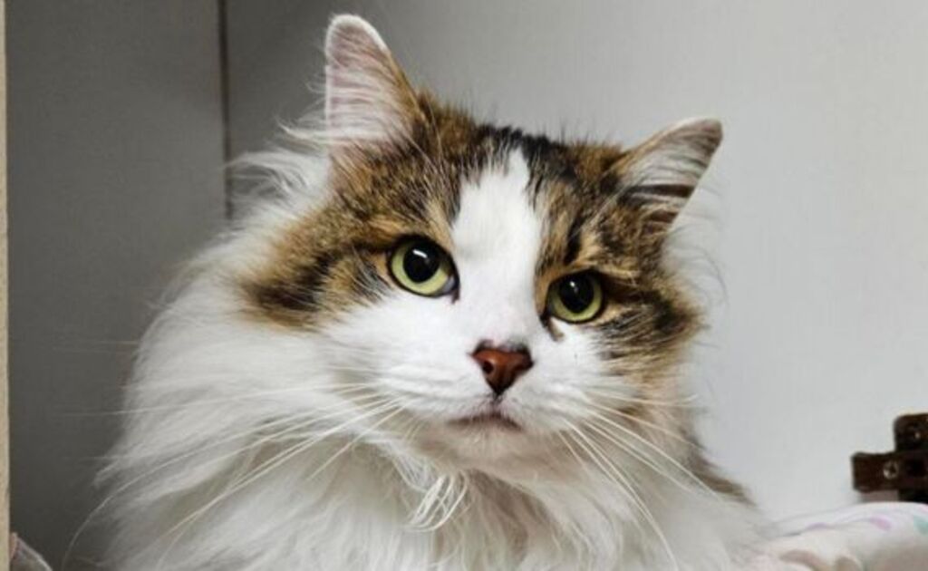 Meiko Kazuko - Female Domestic Longhair Mix Cat in VIC - PetRescue