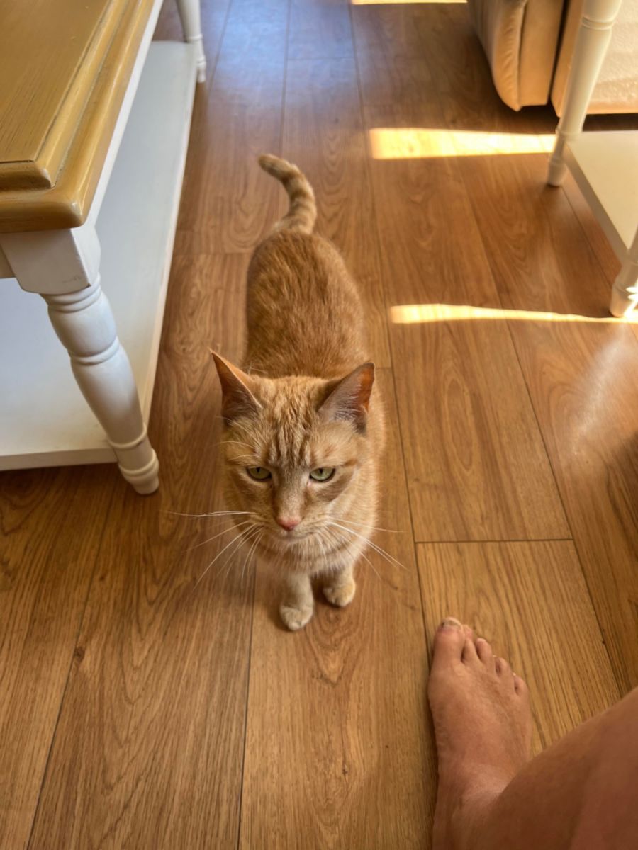 Urban Feline Australia - PetRescue