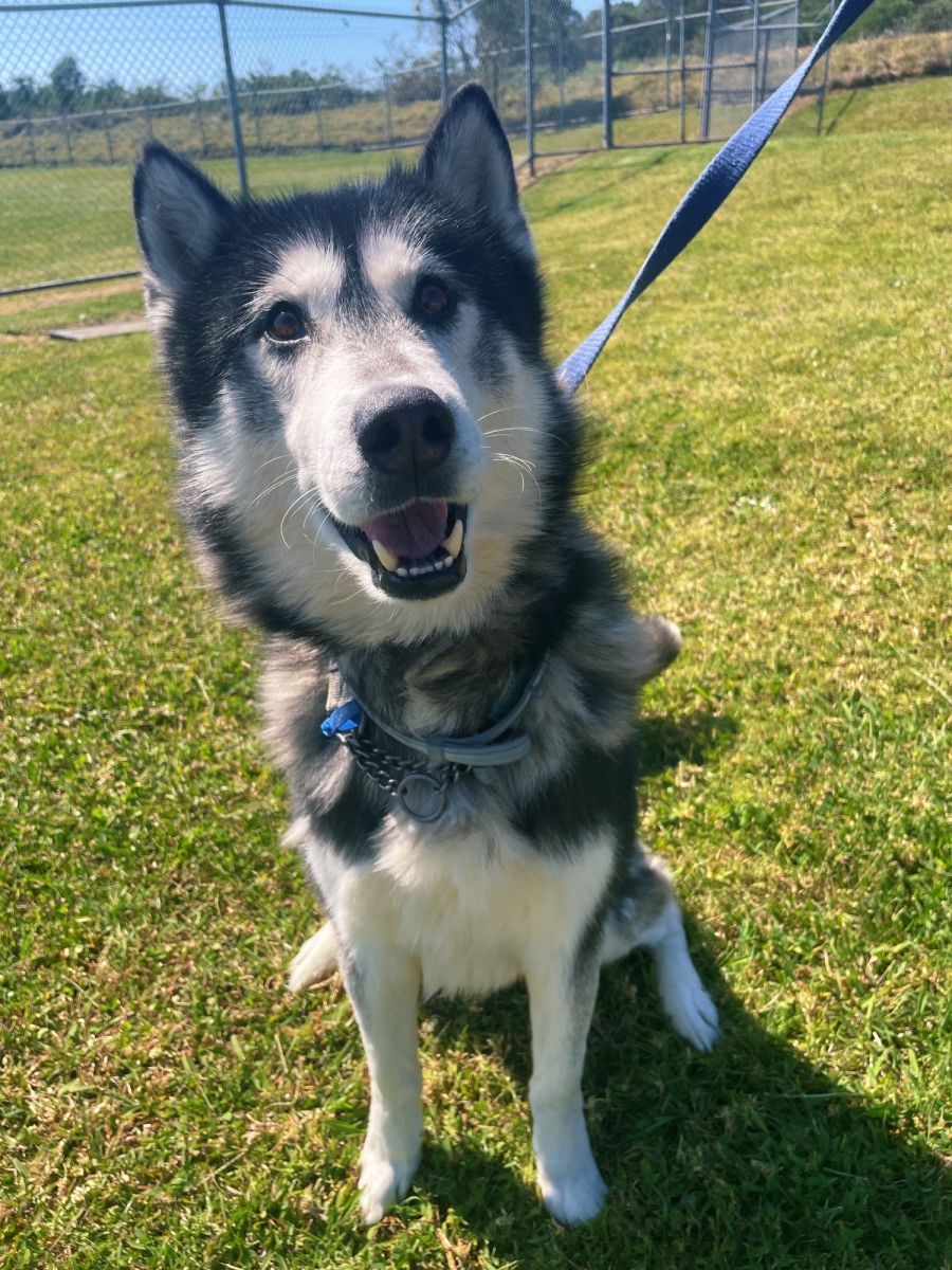 Hiro - Large Male Siberian Husky Dog in NSW - PetRescue