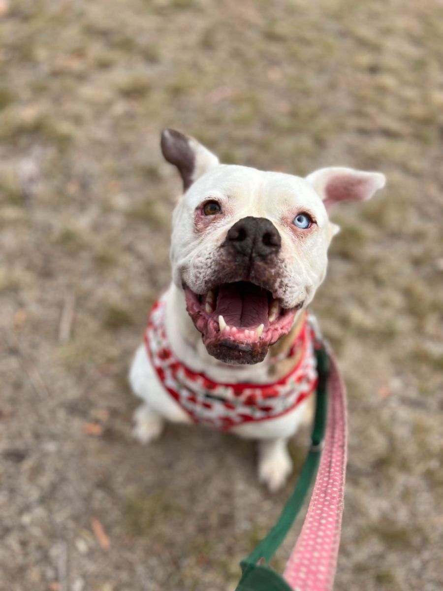 Poppy - Medium Female Boxer Mix Dog in QLD - PetRescue