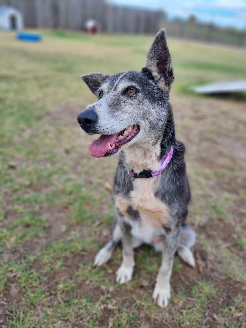 Frankie - Medium Female Australian Stumpy Tail Cattle Dog x Kelpie Mix ...