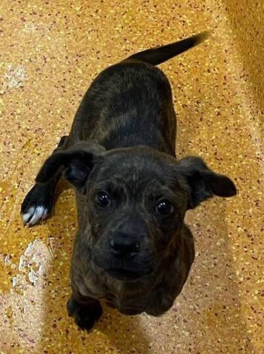 Countess - Large Female Rhodesian Ridgeback x American Staffordshire ...