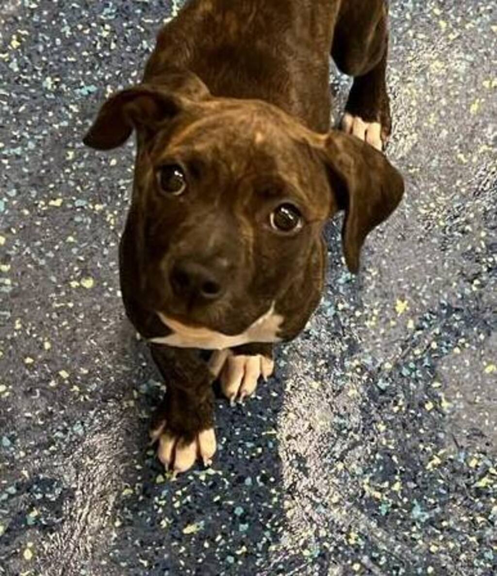 Bell - Medium Female Rhodesian Ridgeback x American Staffordshire Bull ...