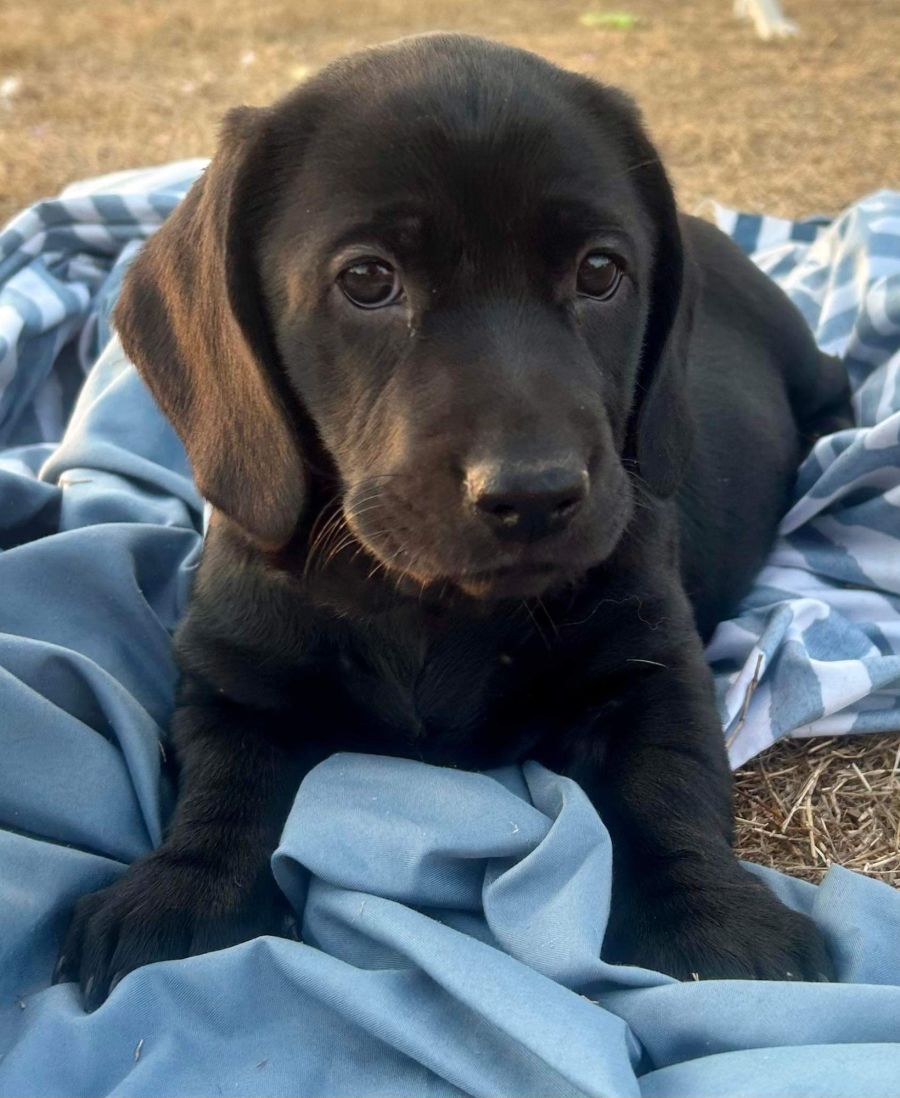 Storm - Medium Female Labrador x Dachshund Mix Dog in QLD - PetRescue