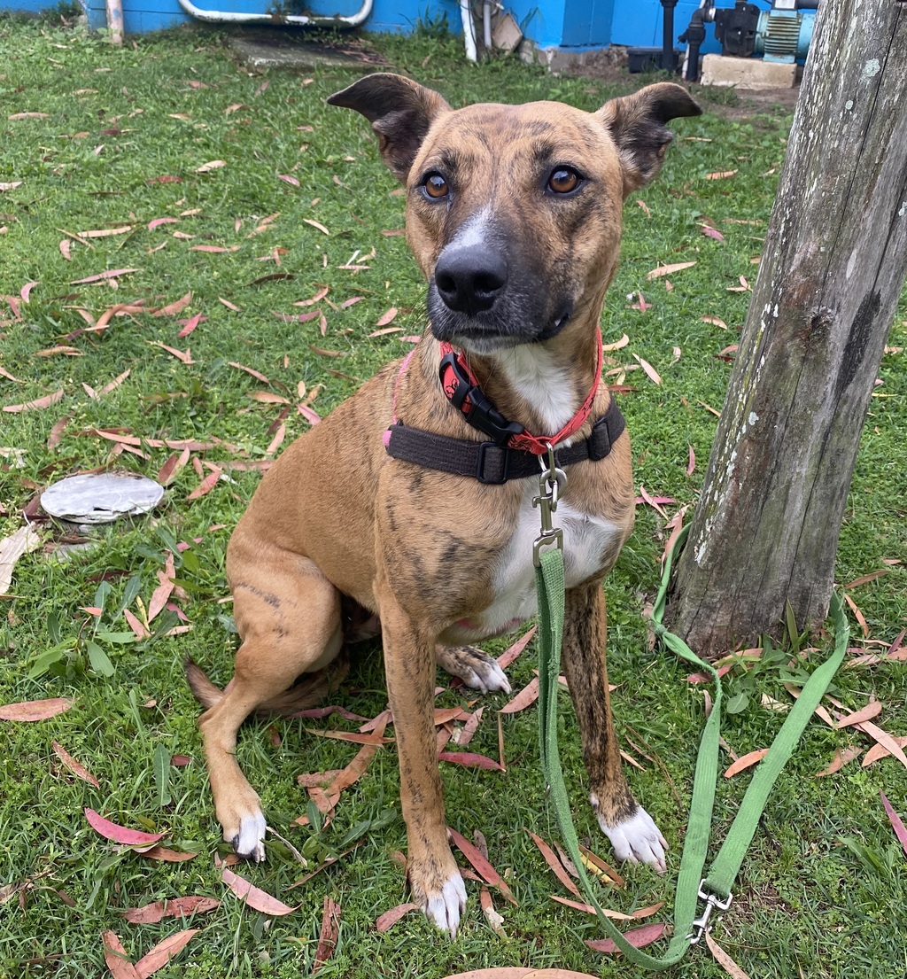 Autumn - Large Female Greyhound x Lurcher Mix Dog in QLD - PetRescue