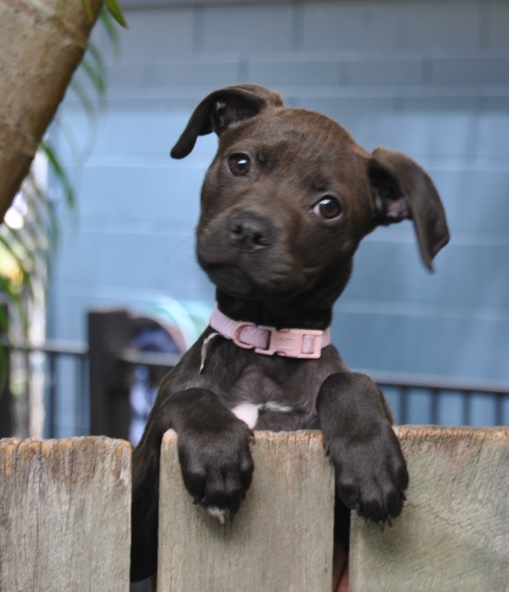 Bella - Large Female Rhodesian Ridgeback x American Staffordshire Bull ...