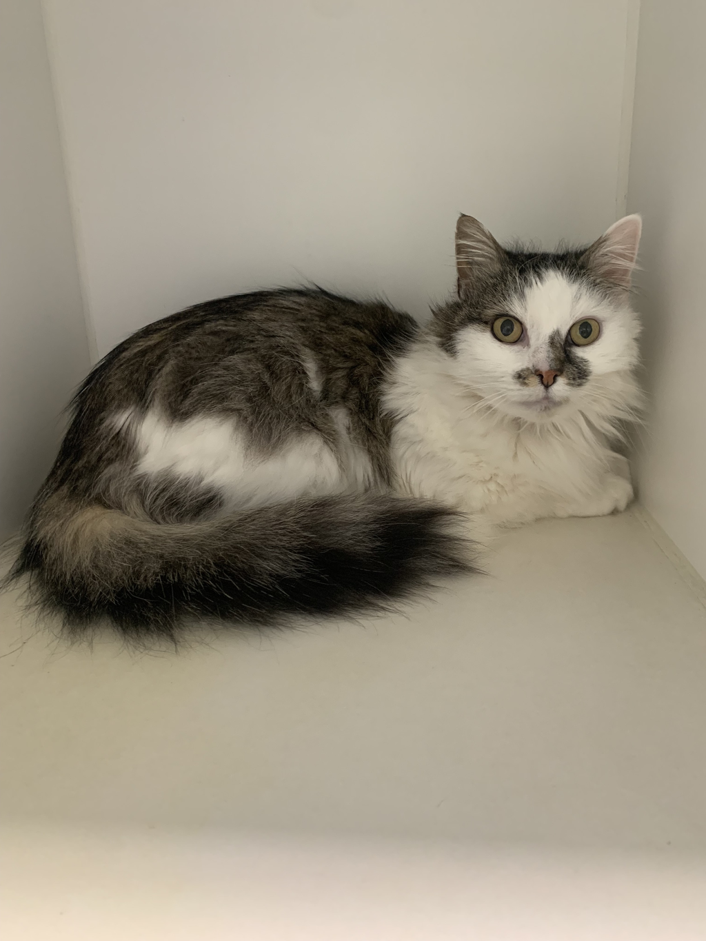 Milli - Female Domestic Medium Hair Mix Cat in VIC - PetRescue