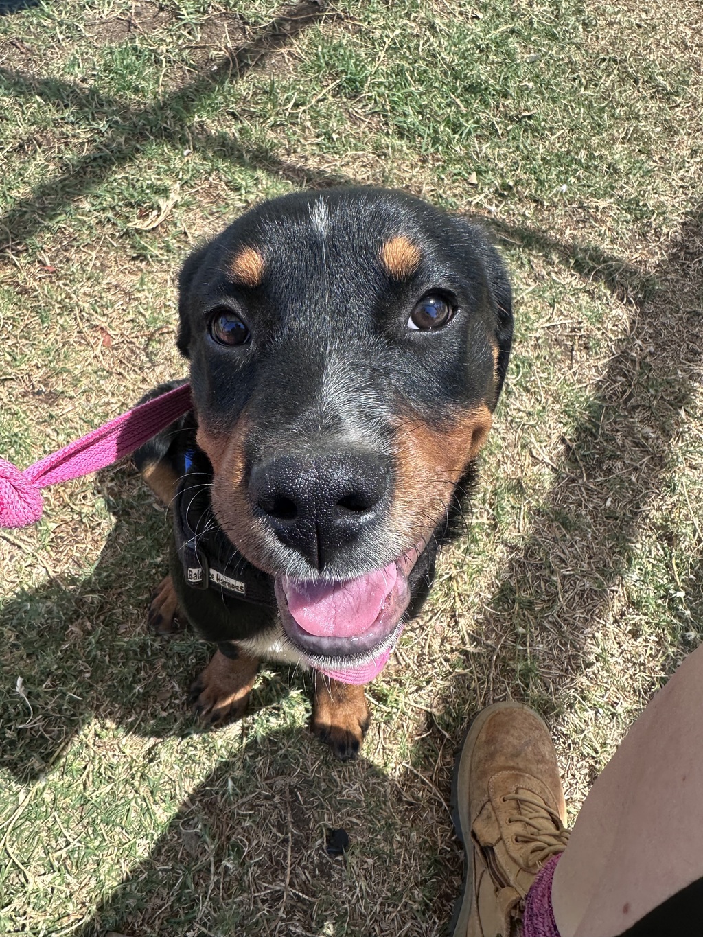 Rusty - Medium Male Border Collie x Rottweiler Mix Dog in QLD - PetRescue