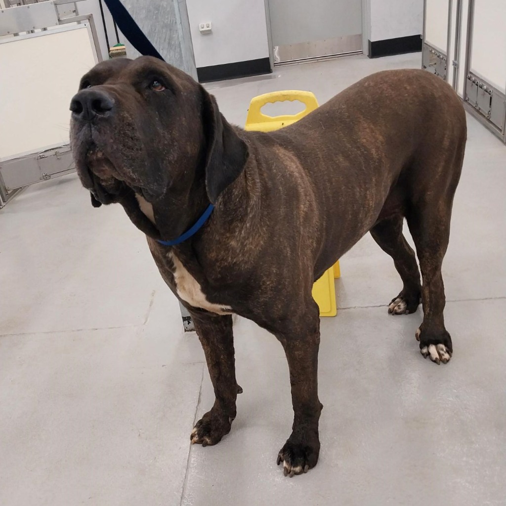 Joan - Large Female Mastiff Dog in WA - PetRescue