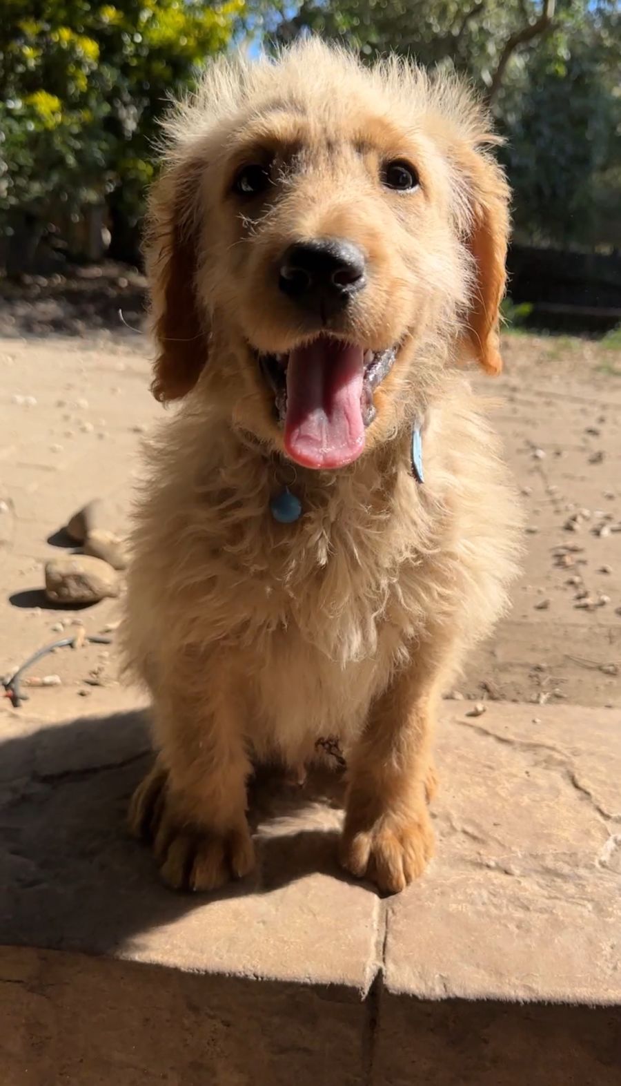 Rodri - Medium Male Labradoodle Dog in VIC - PetRescue