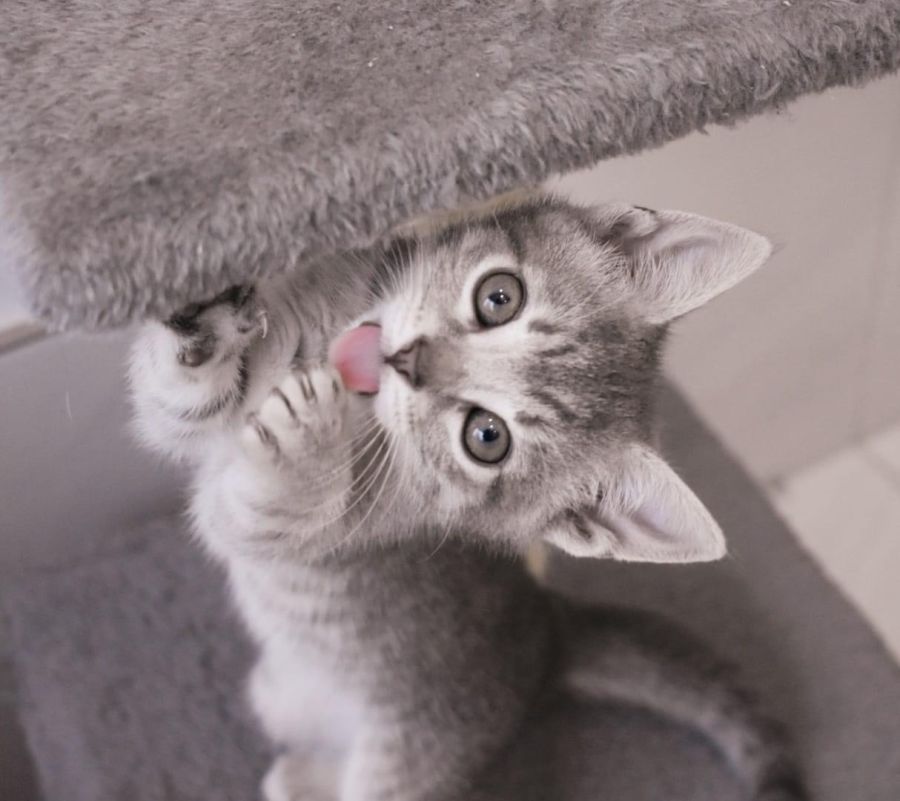 Pudding - Female Domestic Short Hair Cat in QLD - PetRescue