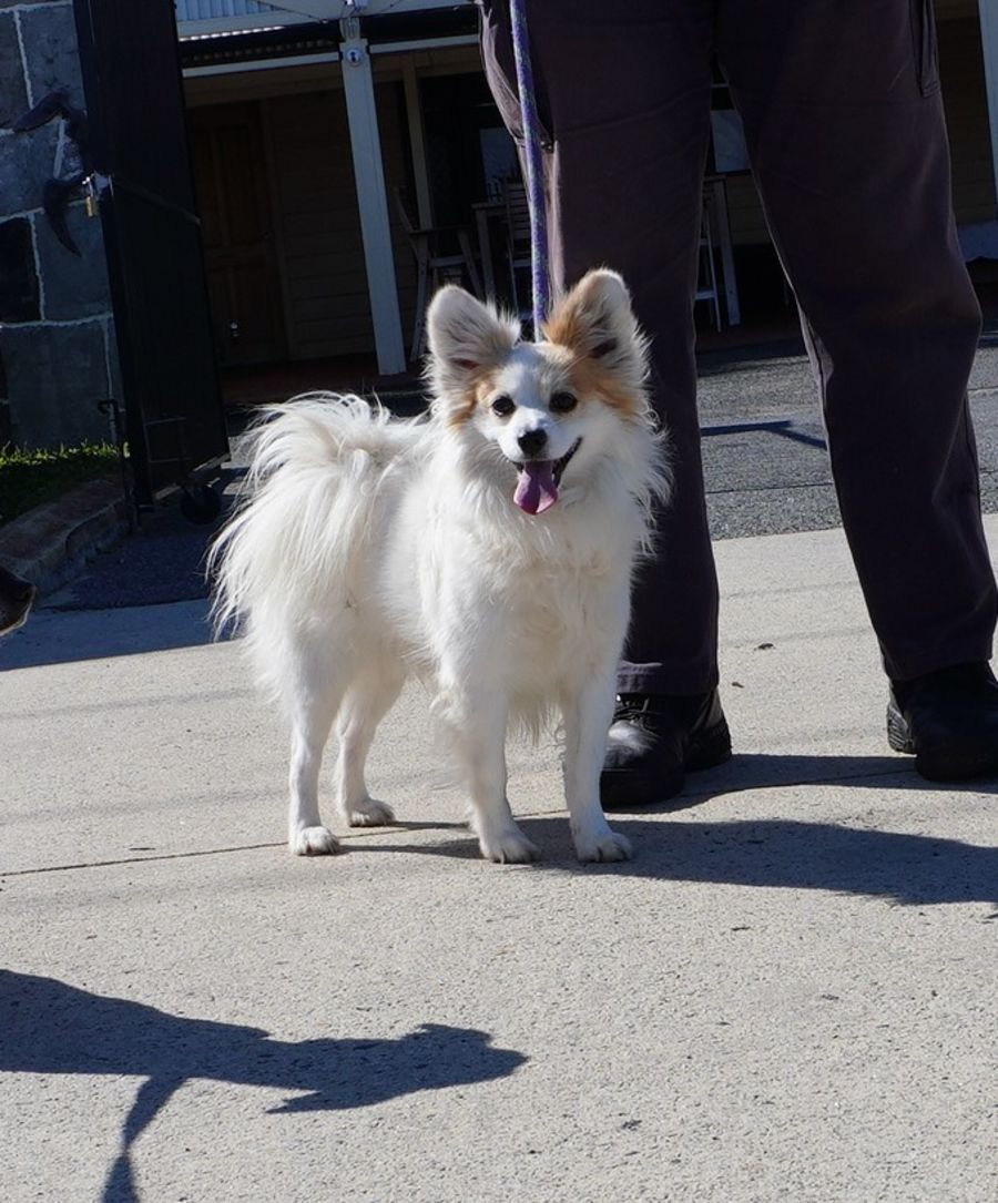 Pappy - Small Male Papillon x Pomeranian Dog in WA - PetRescue