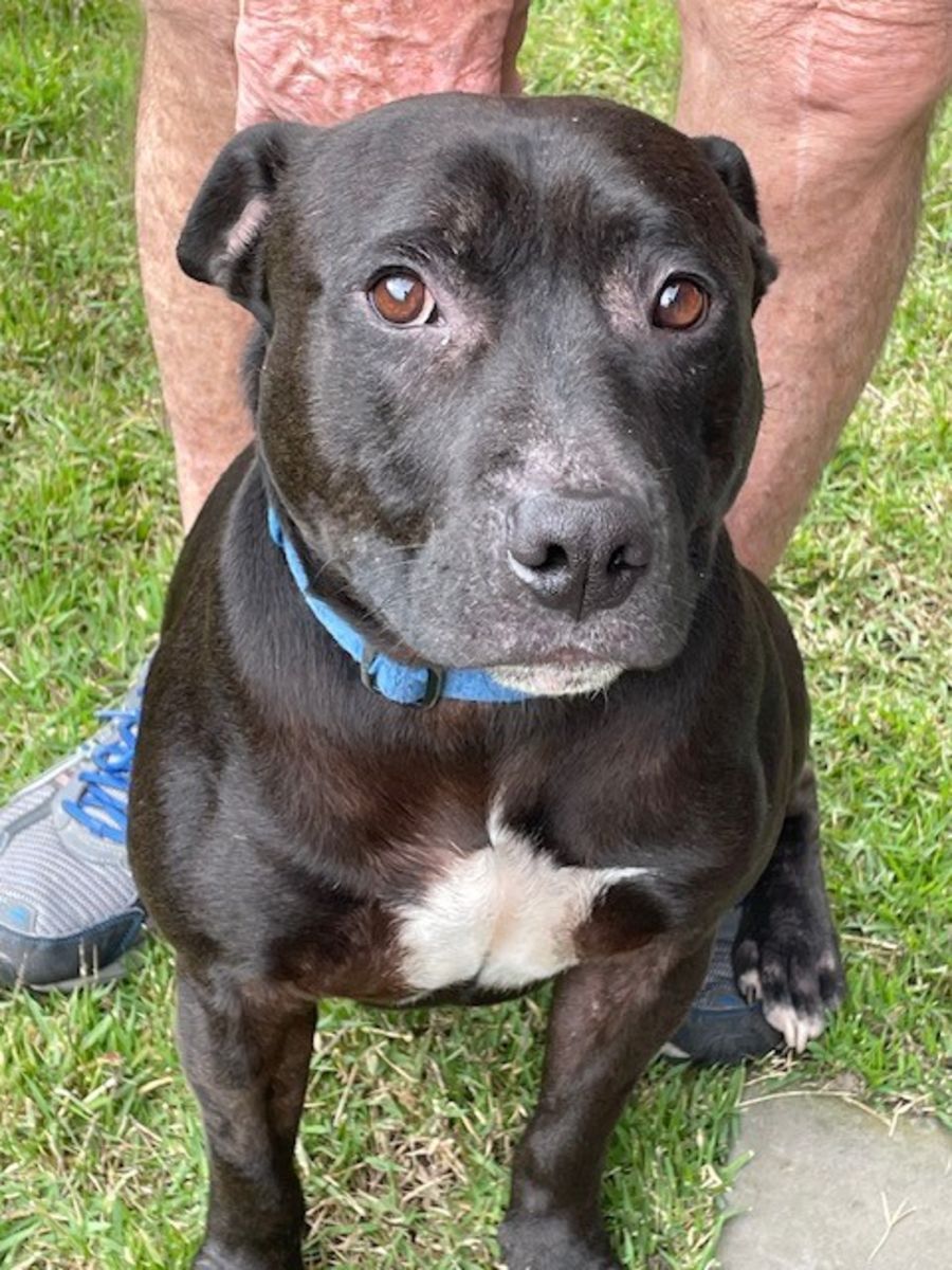 Max - Medium Male Staffy Mix Dog in QLD - PetRescue