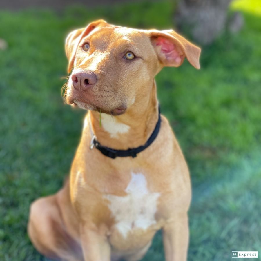 Pansy - Medium Female Mixed Breed Dog in QLD - PetRescue