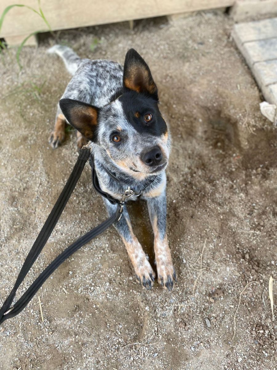 Bingo - Medium Male Blue Heeler Dog in QLD - PetRescue