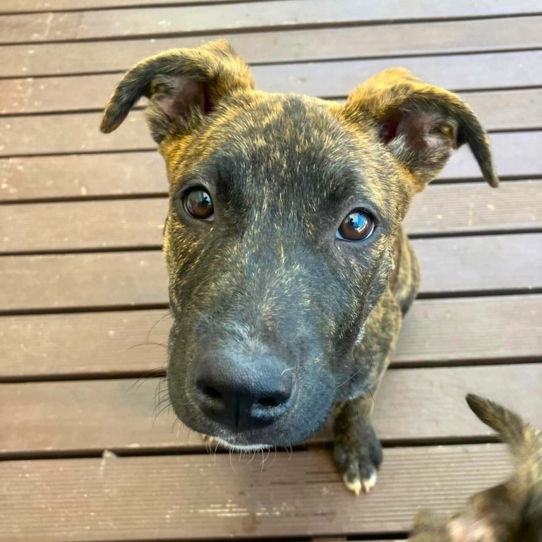 Topaz - Medium Female Mixed Breed Dog in WA - PetRescue