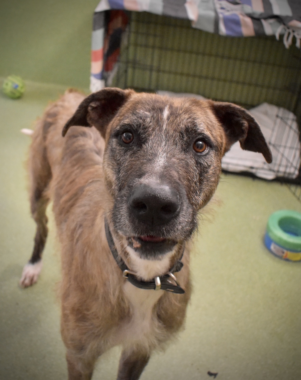 Alfred - Large Male Staghound Mix Dog in QLD - PetRescue