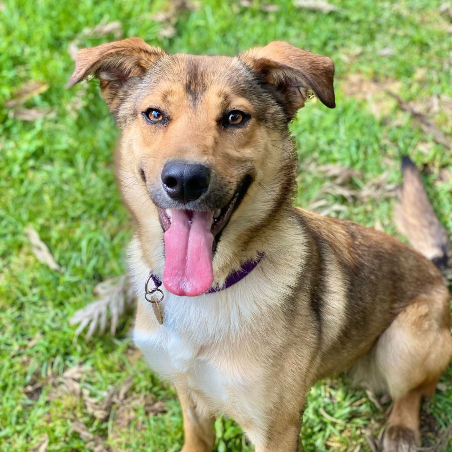 Honey - Medium Female Border Collie x Alaskan Malamute Mix Dog in VIC ...