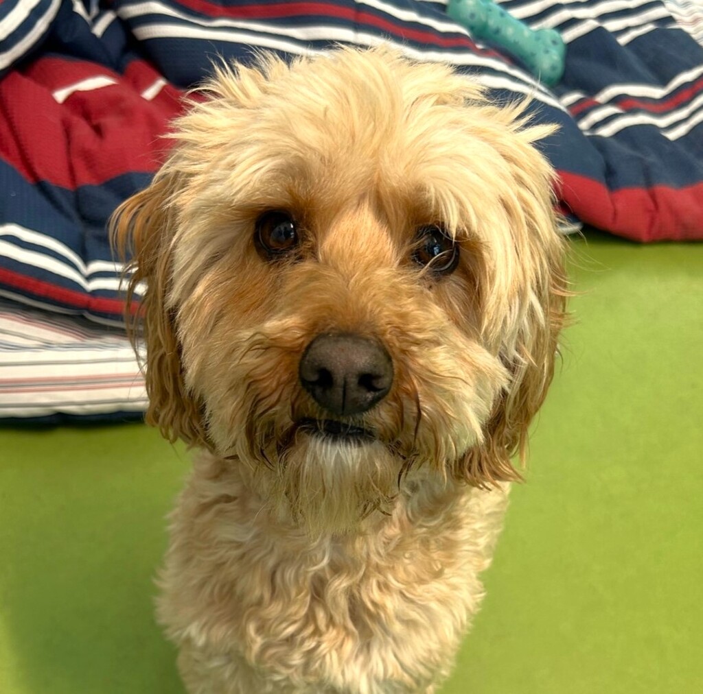 Barkley - Medium Male Cavoodle Dog in VIC - PetRescue