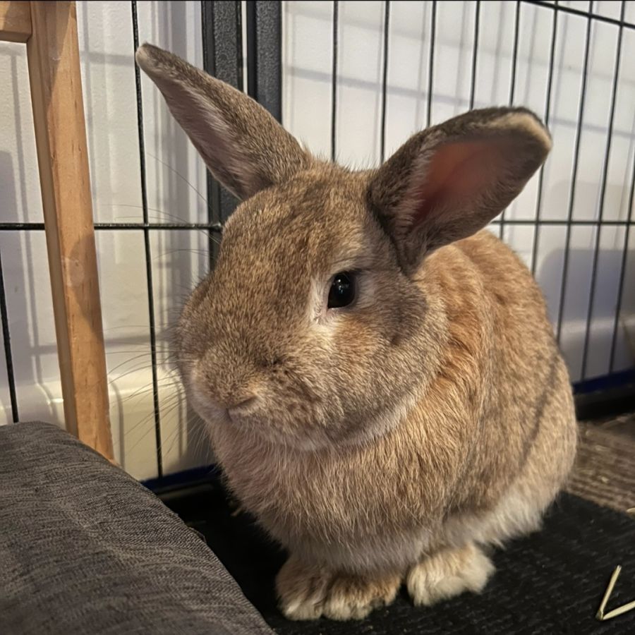 Thumper with Coco - Male Rabbit in VIC - PetRescue