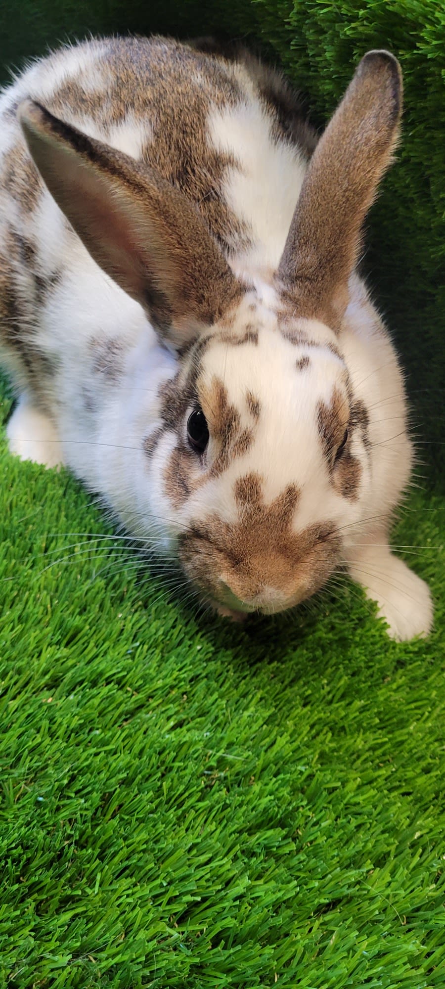 Daisy - Female Dwarf Mix Rabbit in VIC - PetRescue