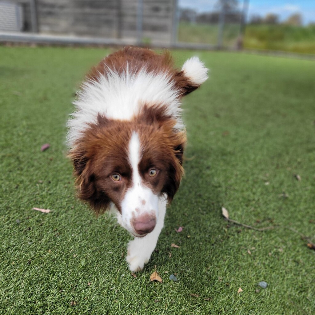 Charlie - Medium Male Border Collie Mix Dog in VIC - PetRescue