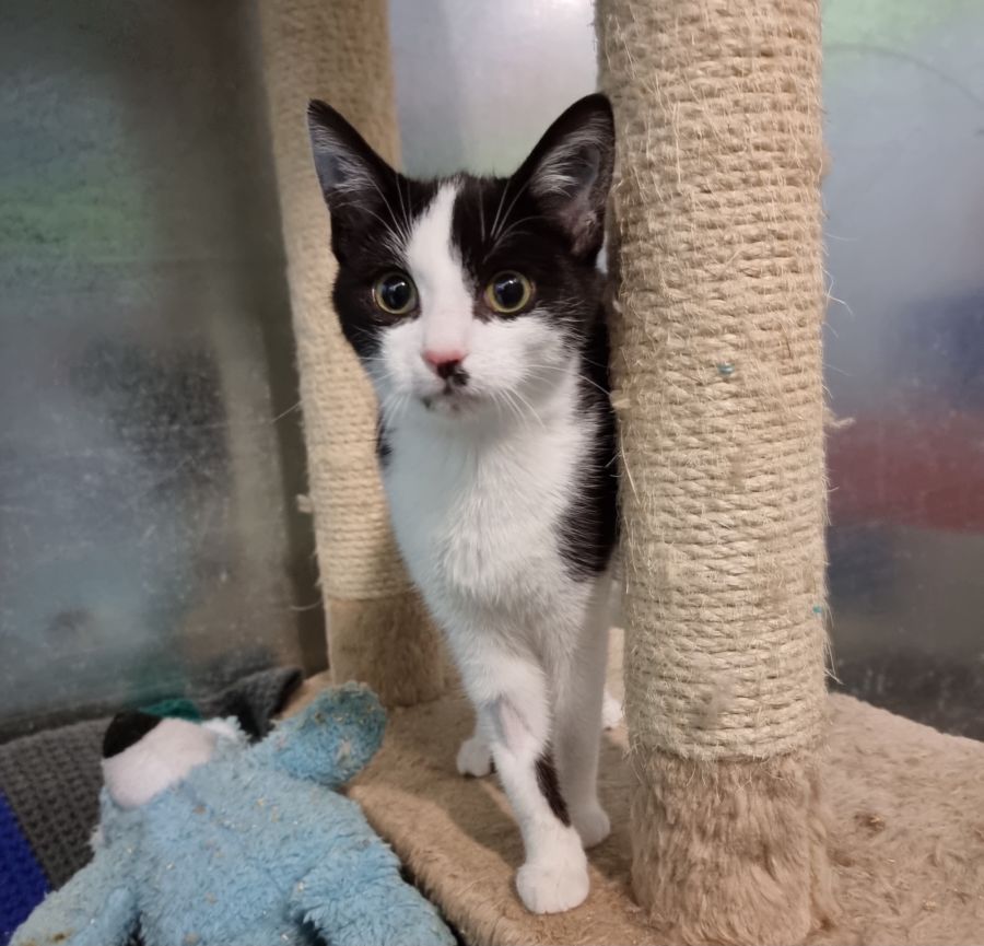 Tiptoe - Female Domestic Short Hair Cat in VIC - PetRescue