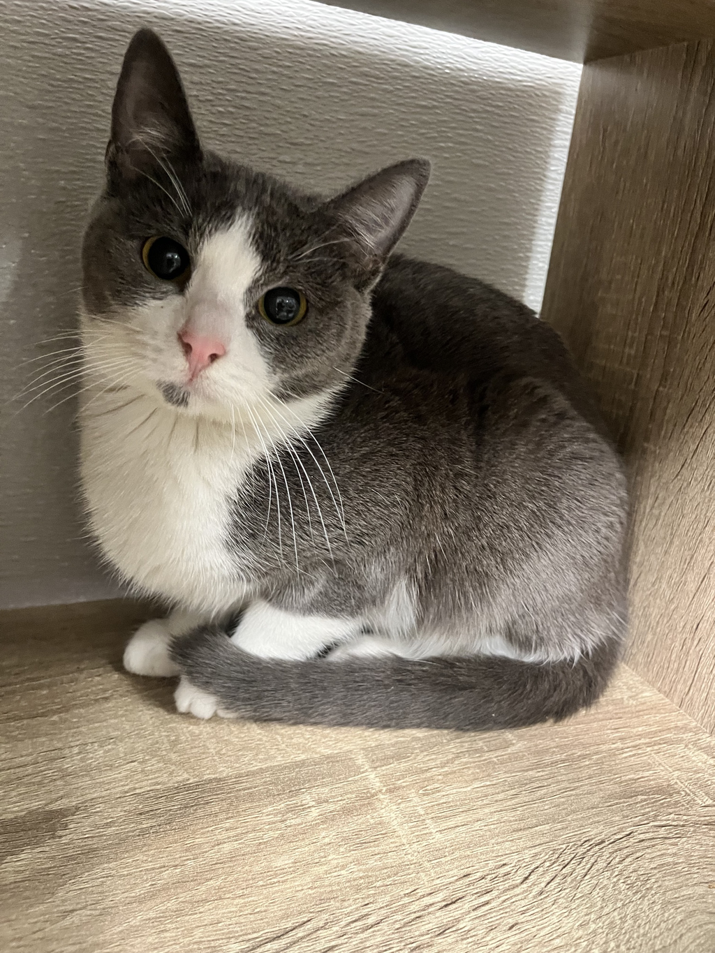 Ham - Female Domestic Short Hair Mix Cat in VIC - PetRescue
