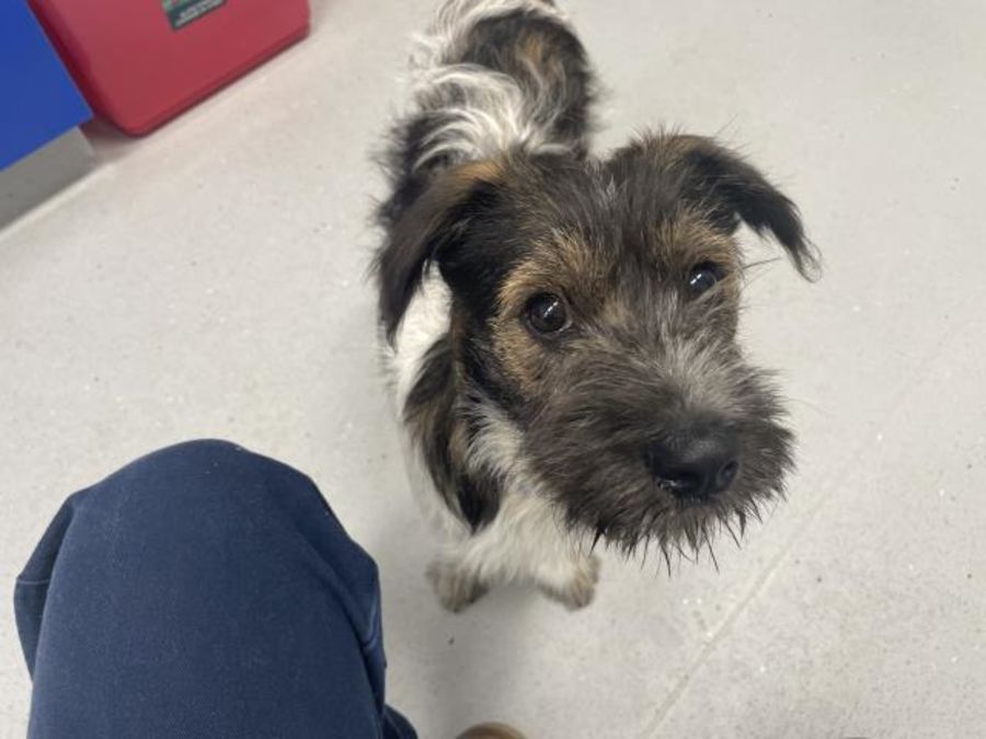 Scruffy (1540) - Small Male Terrier Mix Dog in NSW - PetRescue