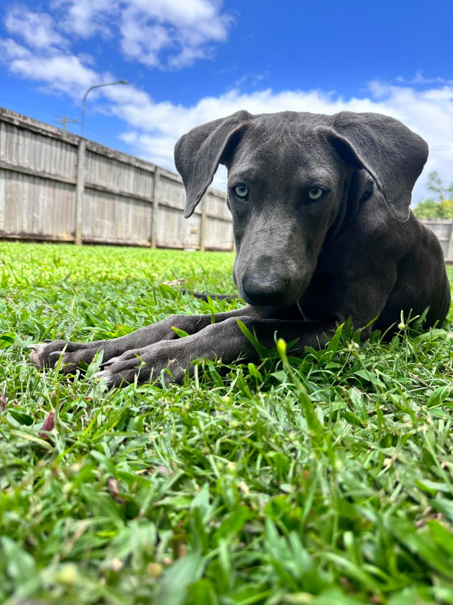 Fletcher - Medium Male Mixed Breed Dog in QLD - PetRescue