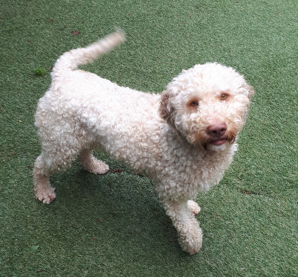 Charlie - Medium Male Lagotto Romagnolo Dog in VIC - PetRescue