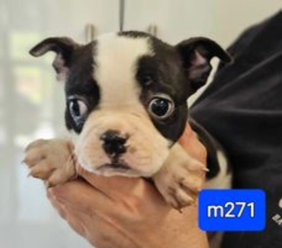 Colin - Small Male Boston Terrier Dog in NSW - PetRescue