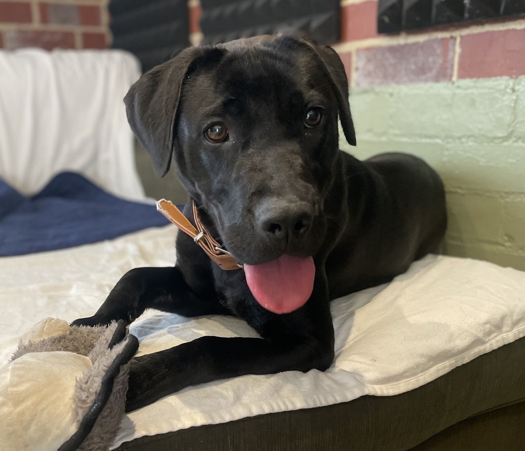 Roma - Medium Female Labrador Mix Dog in VIC - PetRescue