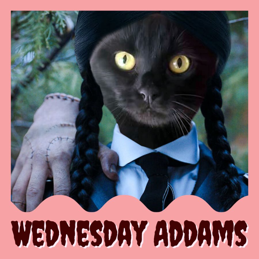 Wednesday Addams 🖤😻 - Female Domestic Short Hair Cat in VIC - PetRescue