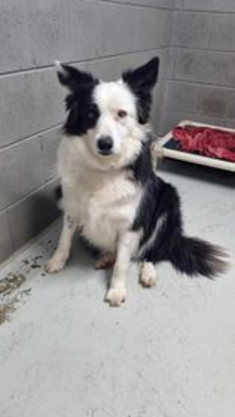 Buster - Medium Male Border Collie Mix Dog in NSW - PetRescue