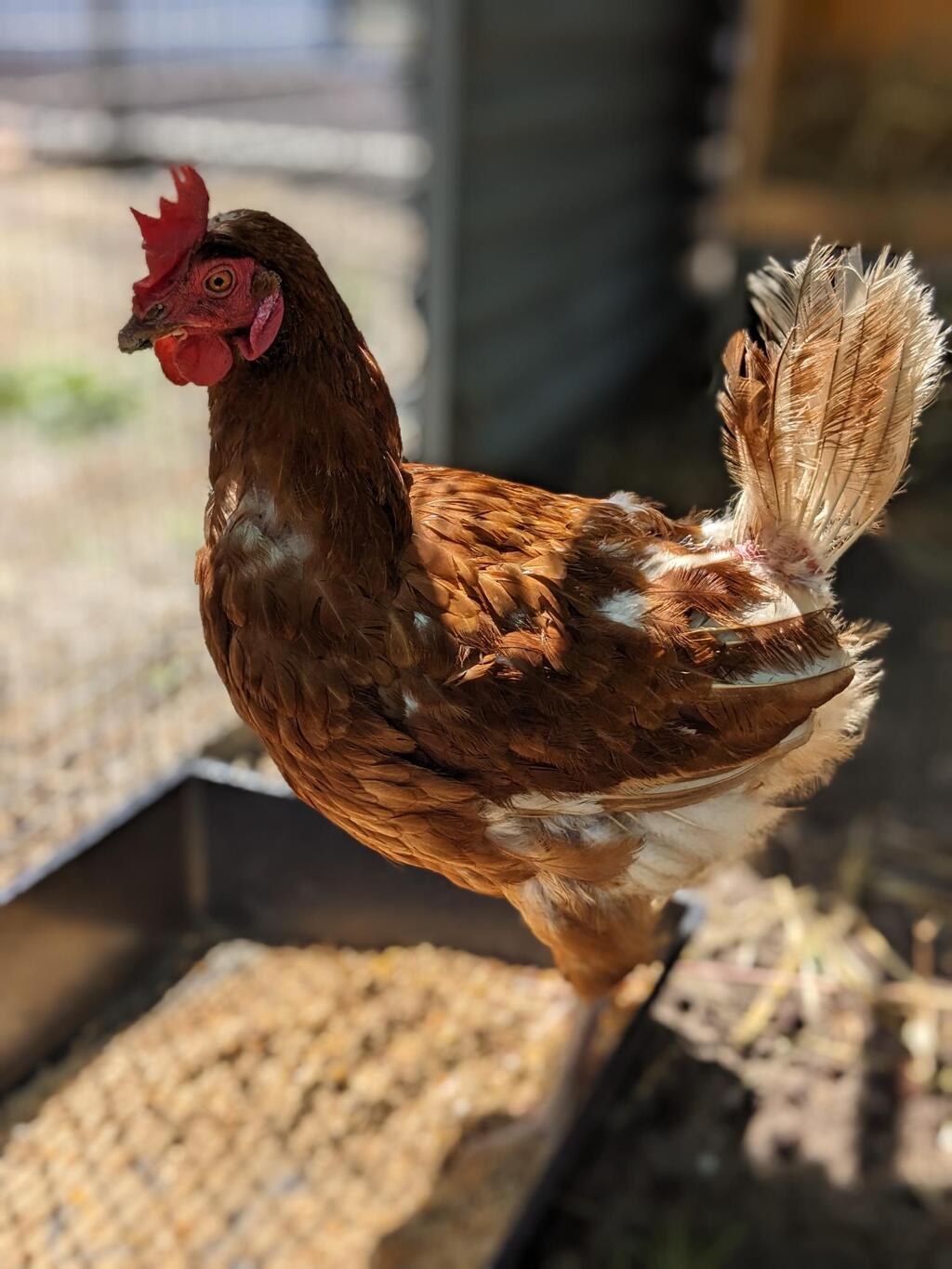Hennifer Aniston - Female Isa Brown Mix Fowl in WA - PetRescue