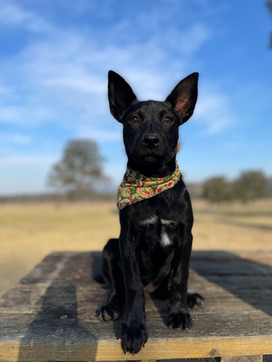 Inki - Medium Female Kelpie Dog in NSW - PetRescue