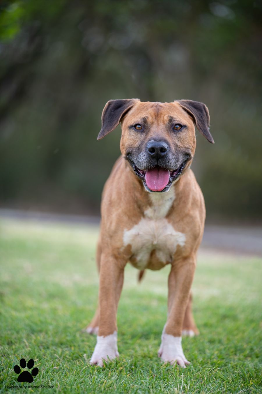 Buddy - Medium Male Staffy Dog in NSW - PetRescue