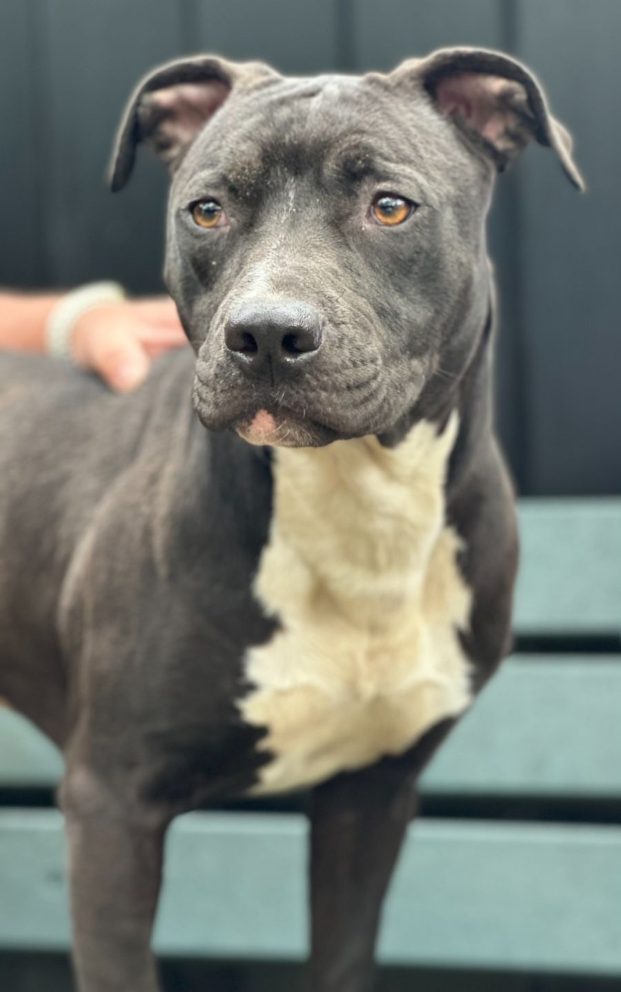 Willow - Medium Female Staffy Mix Dog in NSW - PetRescue