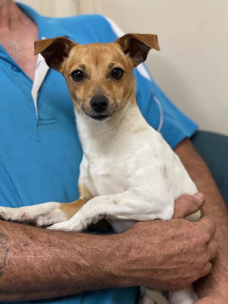 Maci - Small Female Tenterfield Terrier Dog in QLD - PetRescue