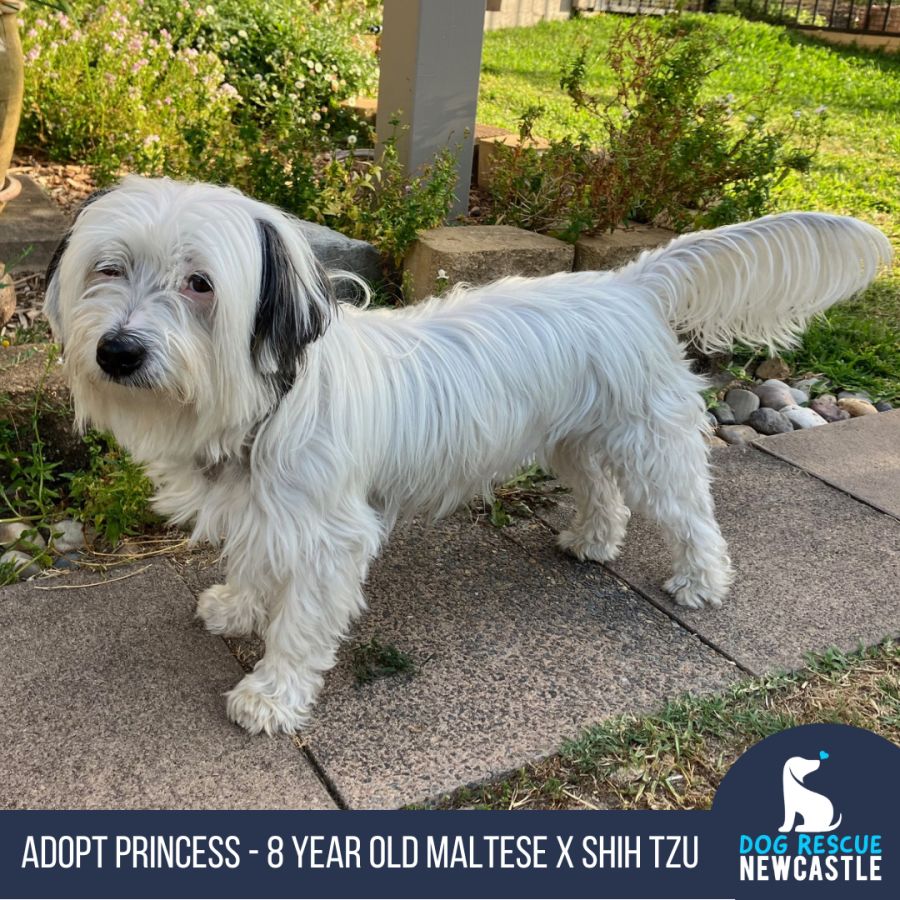 Princess - 8 Year Old Maltese X Shih Tzu (Trial) - Small Female Maltese ...