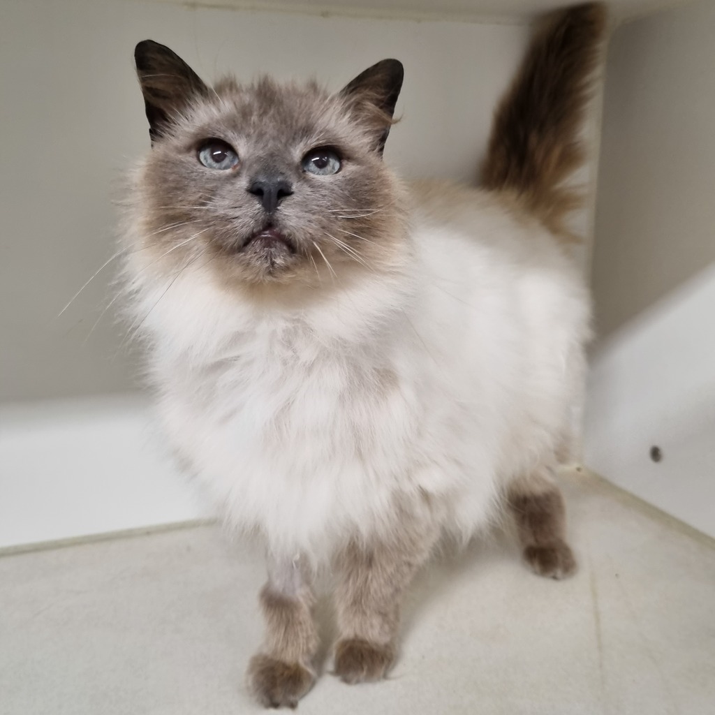 Snowy - Female Ragdoll Mix Cat in VIC - PetRescue