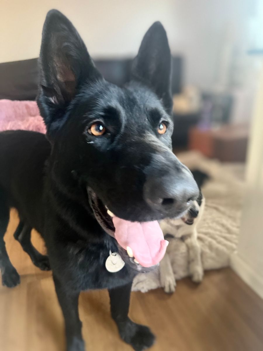 Lexi - Medium Female German Shepherd Dog in VIC - PetRescue