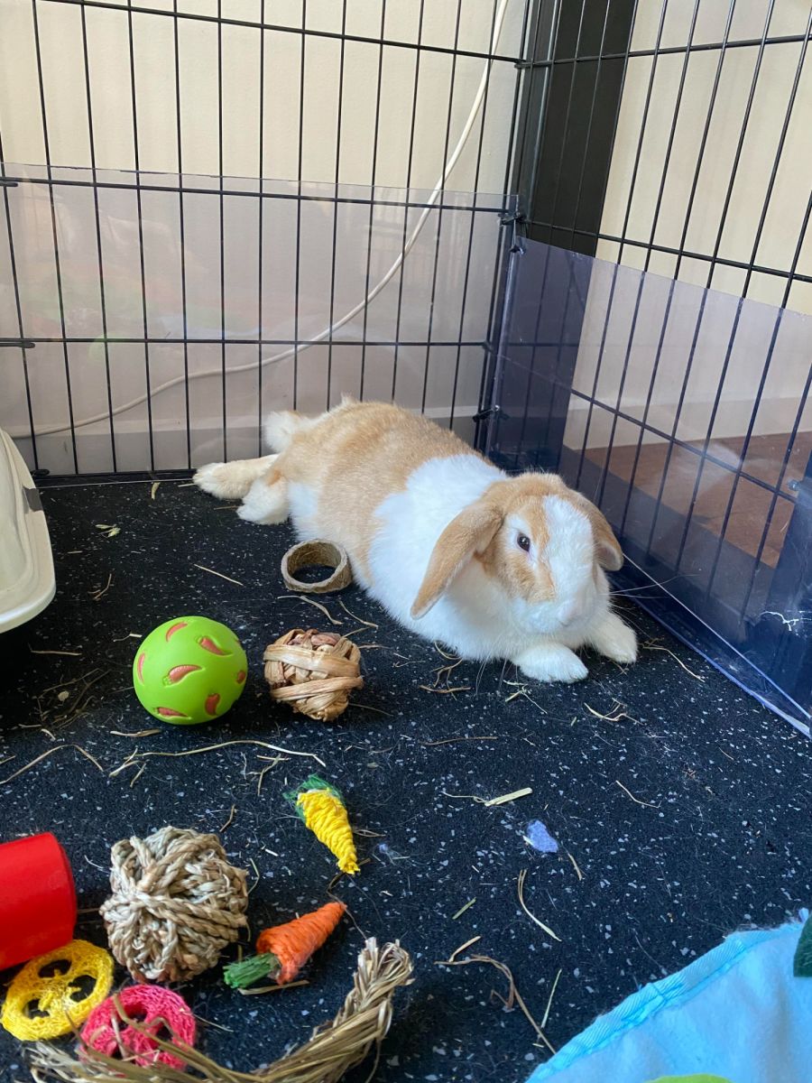 Glenn - Male Rabbit in VIC - PetRescue