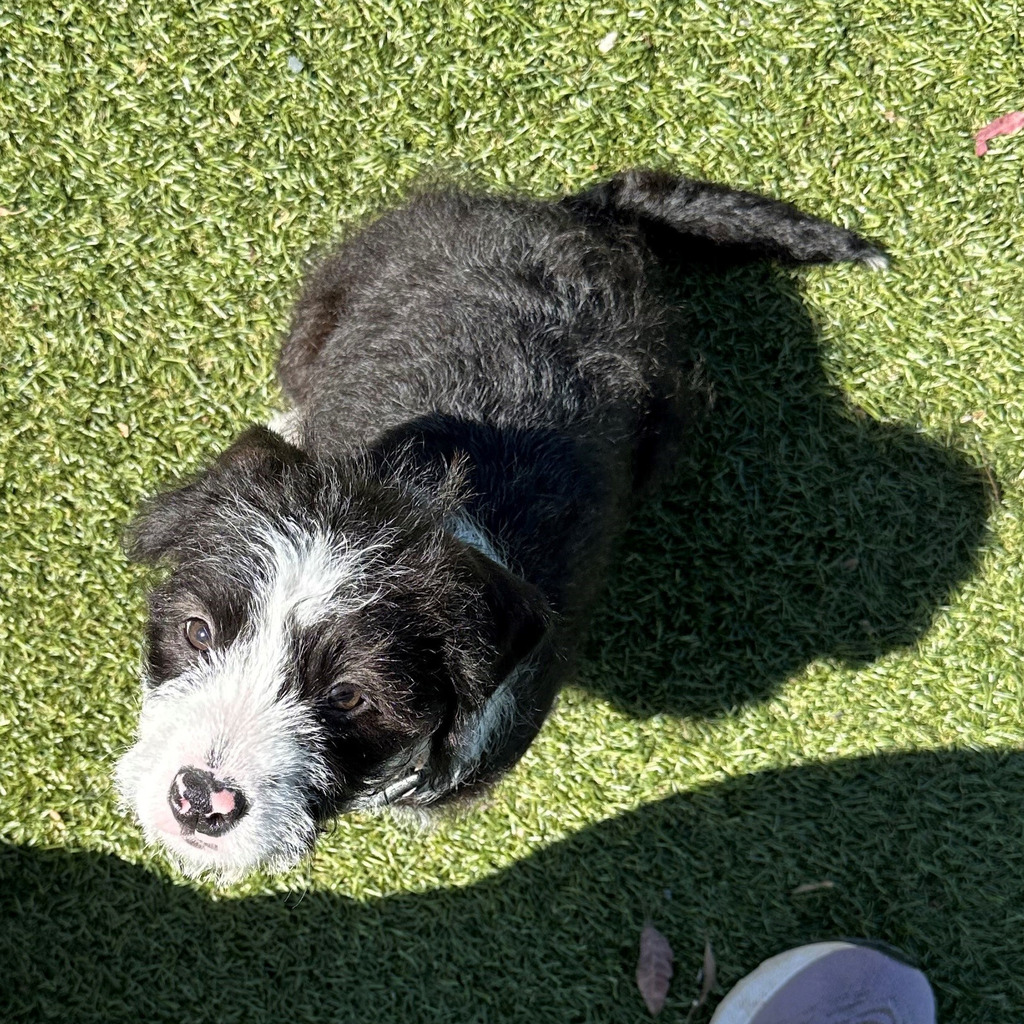 Daisy - Medium Female Staffordshire Bull Terrier x Springerdoodle Mix ...